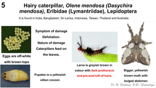 Pests of castor_Binomics_Identification_Dr.UPR.pdf