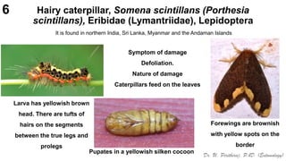 Pests of castor_Binomics_Identification_Dr.UPR.pdf