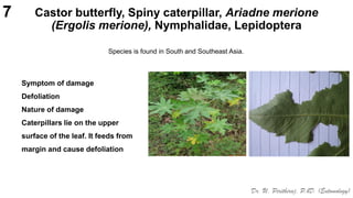 Pests of castor_Binomics_Identification_Dr.UPR.pdf