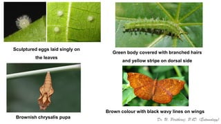 Pests of castor_Binomics_Identification_Dr.UPR.pdf