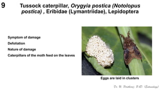 Pests of castor_Binomics_Identification_Dr.UPR.pdf