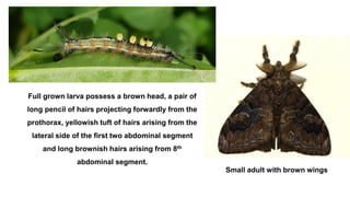 Pests of castor_Binomics_Identification_Dr.UPR.pdf