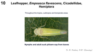 Pests of castor_Binomics_Identification_Dr.UPR.pdf