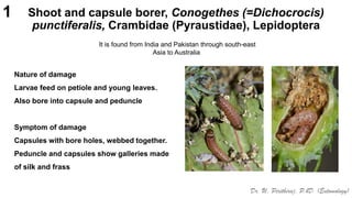 Pests of castor_Binomics_Identification_Dr.UPR.pdf