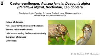 Pests of castor_Binomics_Identification_Dr.UPR.pdf