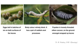 Pests of castor_Binomics_Identification_Dr.UPR.pdf