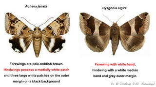 Pests of castor_Binomics_Identification_Dr.UPR.pdf