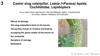 Pests of castor_Binomics_Identification_Dr.UPR.pdf