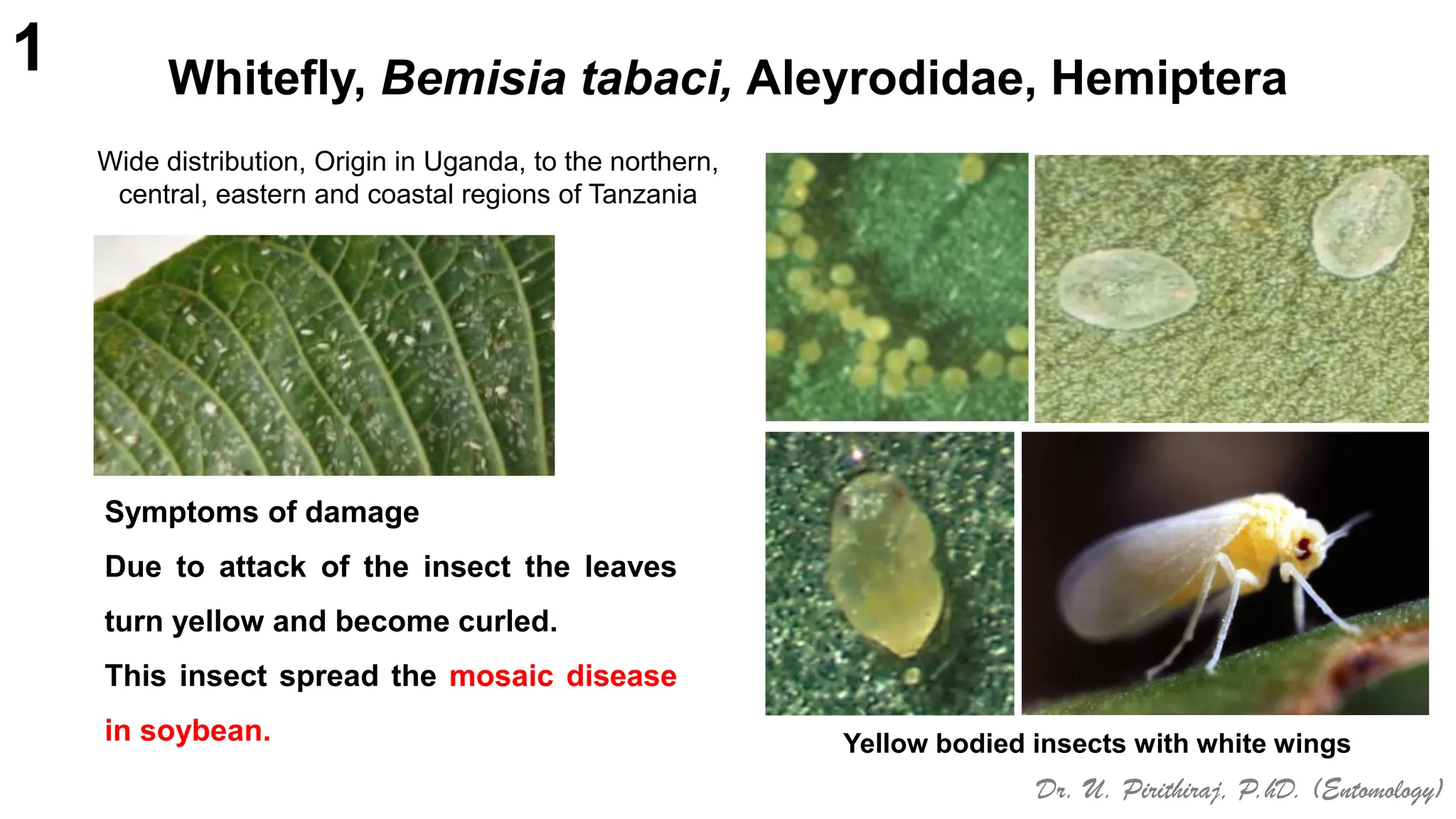 Pests of soyabean_Binomics_IdentificationDr.UPR.pdf | Agriculture ...