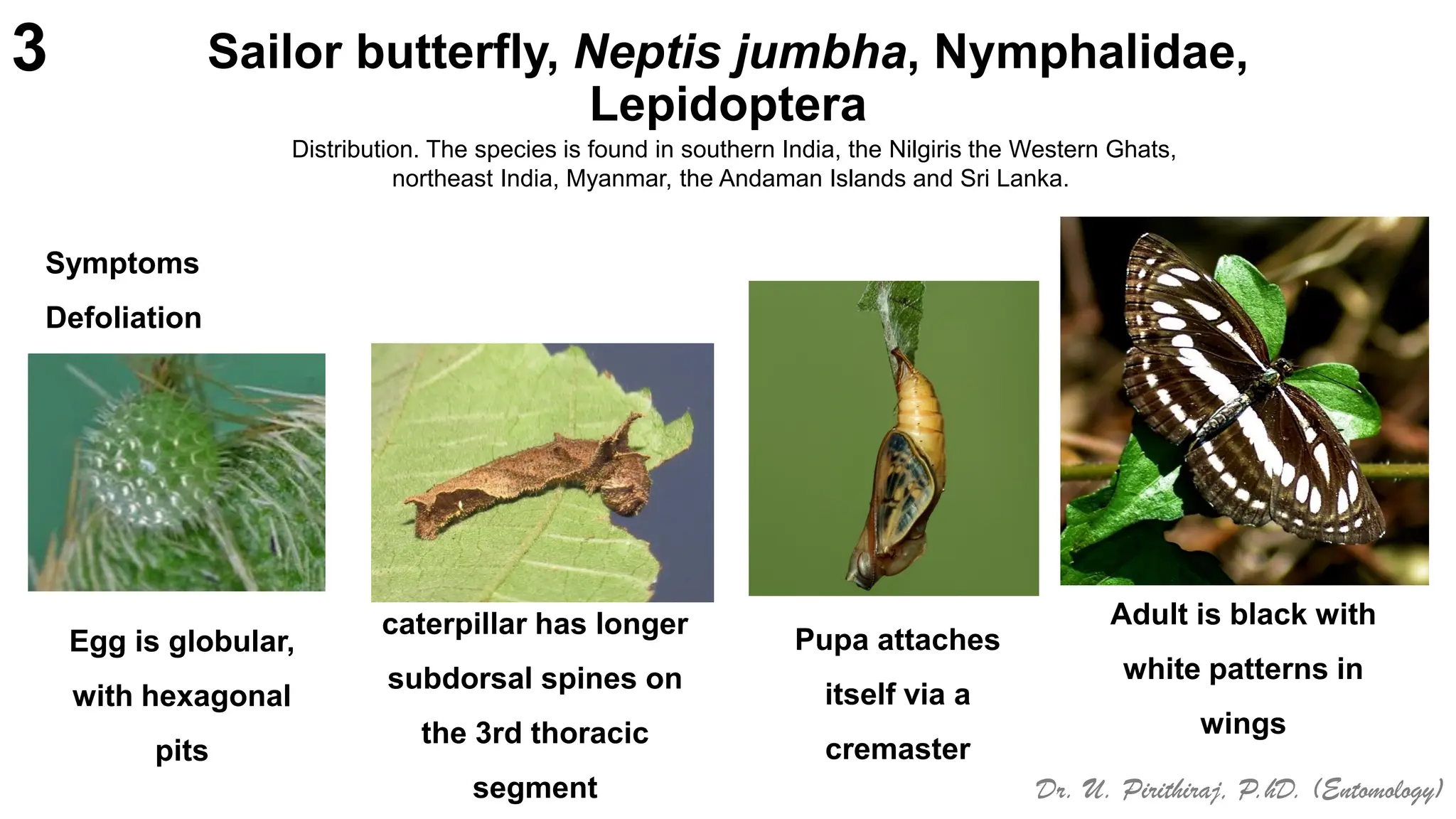 Pests of soyabean_Binomics_IdentificationDr.UPR.pdf | Agriculture ...