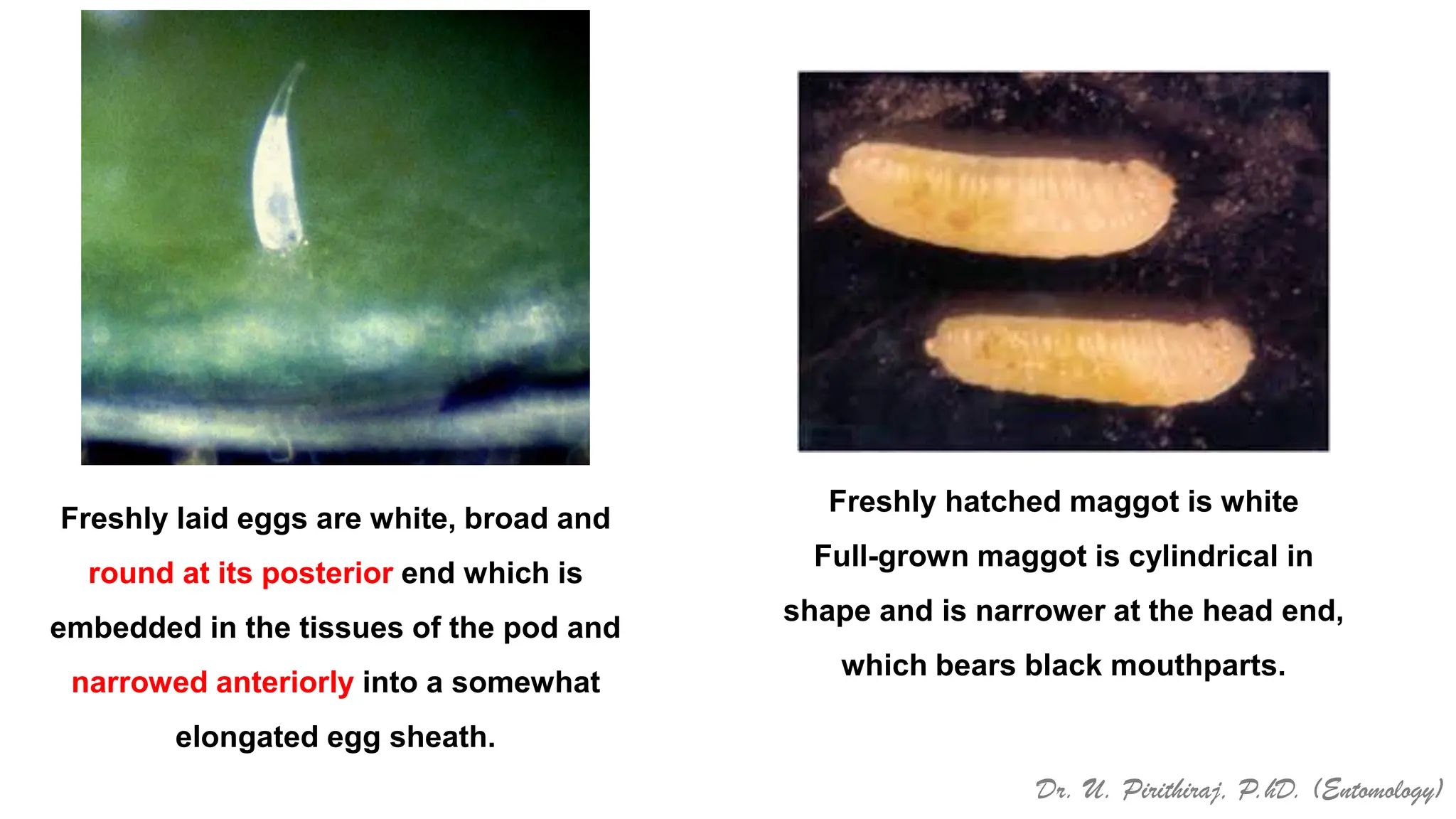 Pests of soyabean_Binomics_IdentificationDr.UPR.pdf | Agriculture ...