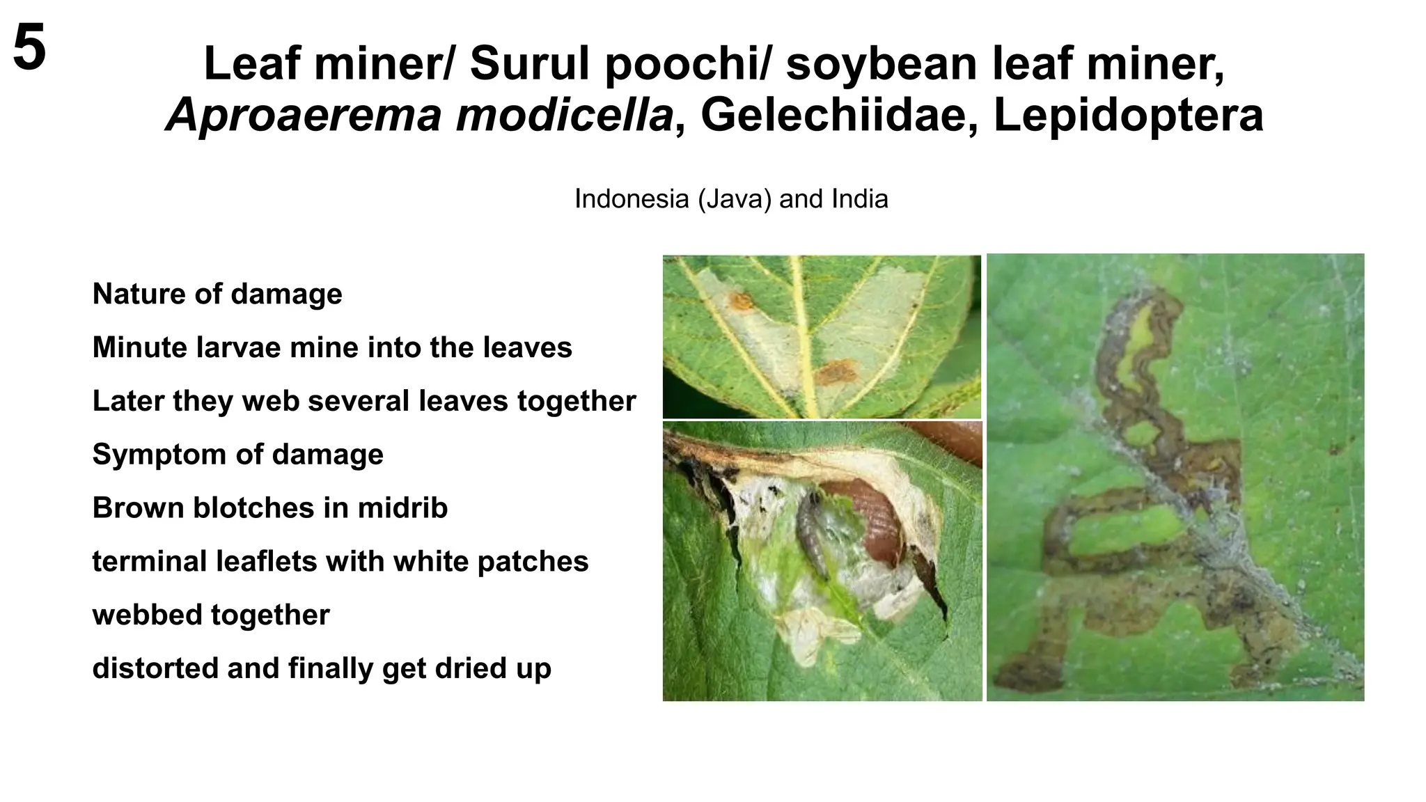 Pests of soyabean_Binomics_IdentificationDr.UPR.pdf | Agriculture | Industries