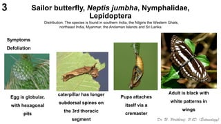 Pests of soyabean_Binomics_IdentificationDr.UPR.pdf