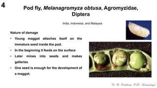 Pests of soyabean_Binomics_IdentificationDr.UPR.pdf | Agriculture ...