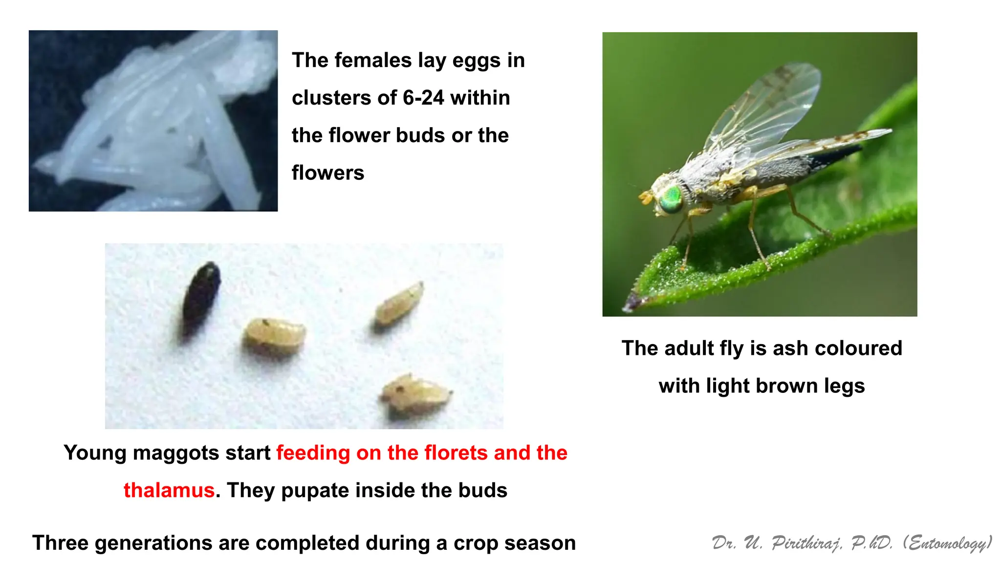 Pests of safflower_Binomics_Identification_Dr.UPR.pdf