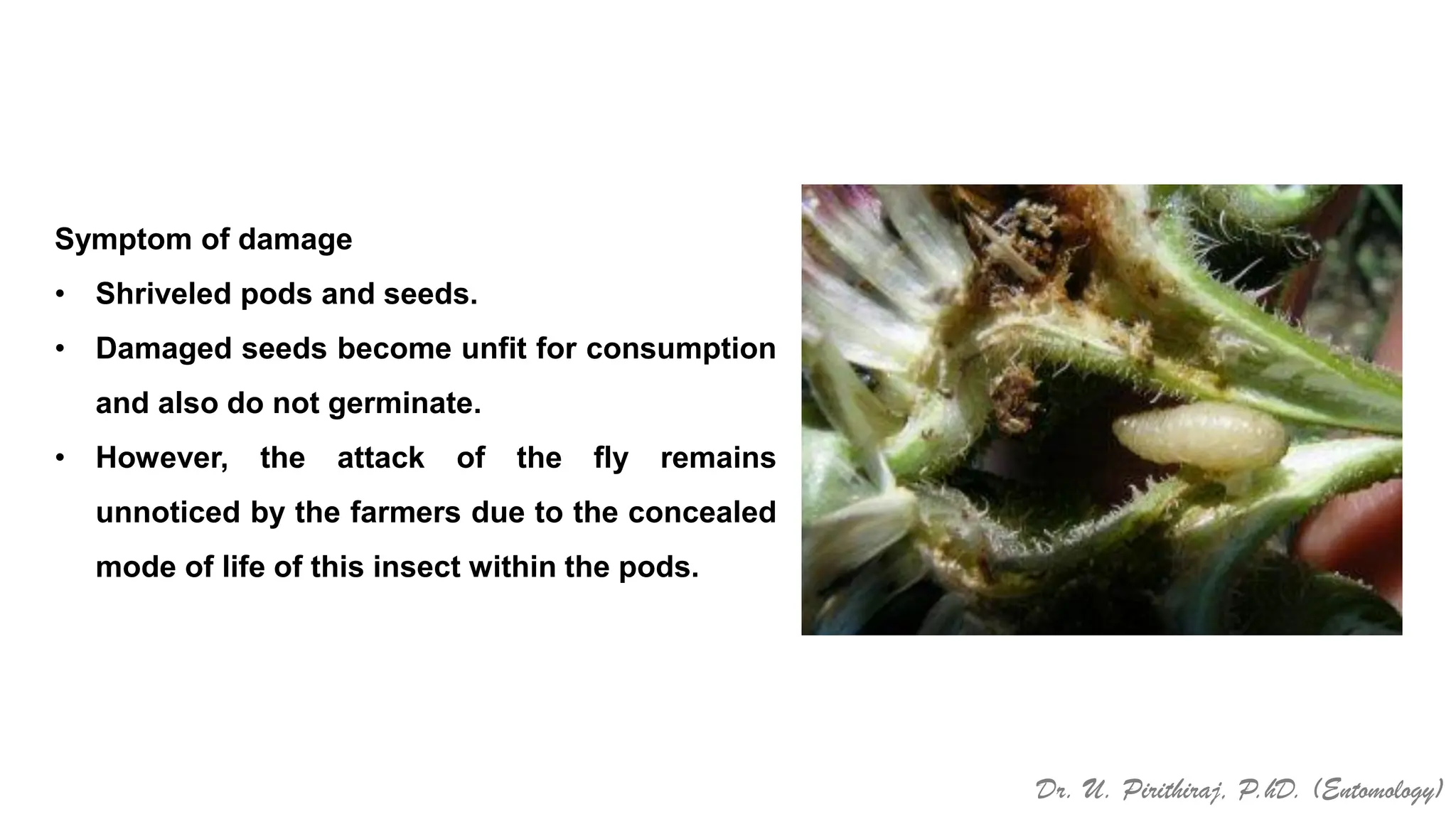 Pests of safflower_Binomics_Identification_Dr.UPR.pdf