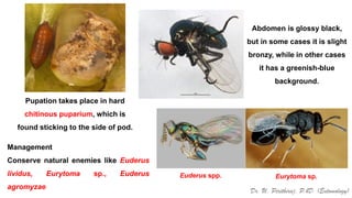 Pests of safflower_Binomics_Identification_Dr.UPR.pdf