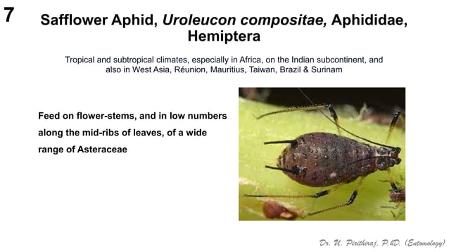 Pests of safflower_Binomics_Identification_Dr.UPR.pdf