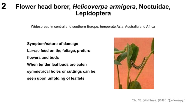 Pests of safflower_Binomics_Identification_Dr.UPR.pdf