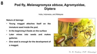 Pests of safflower_Binomics_Identification_Dr.UPR.pdf