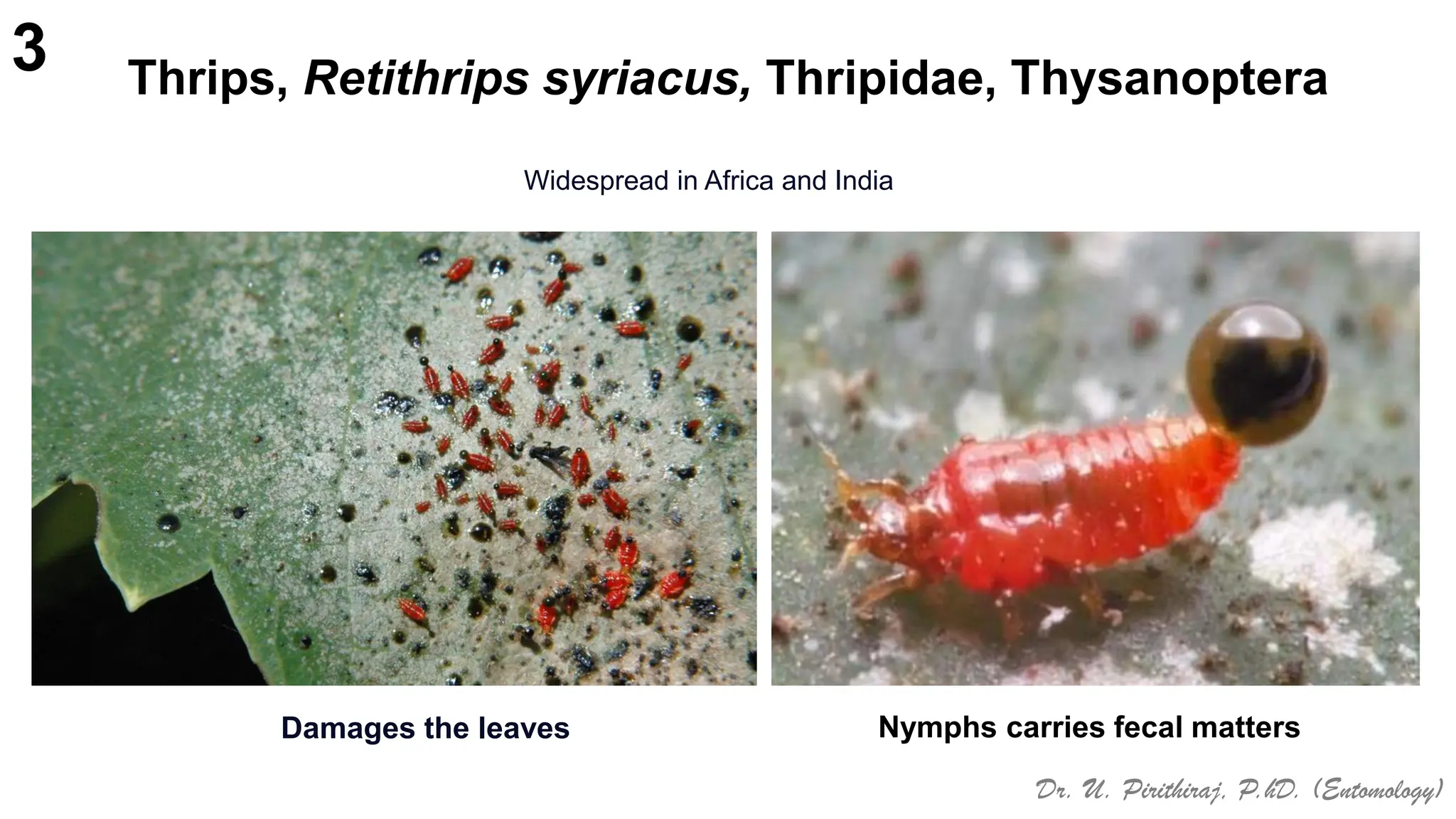 Pests of jatropha_Bionomics_identification_Dr.UPR.pdf