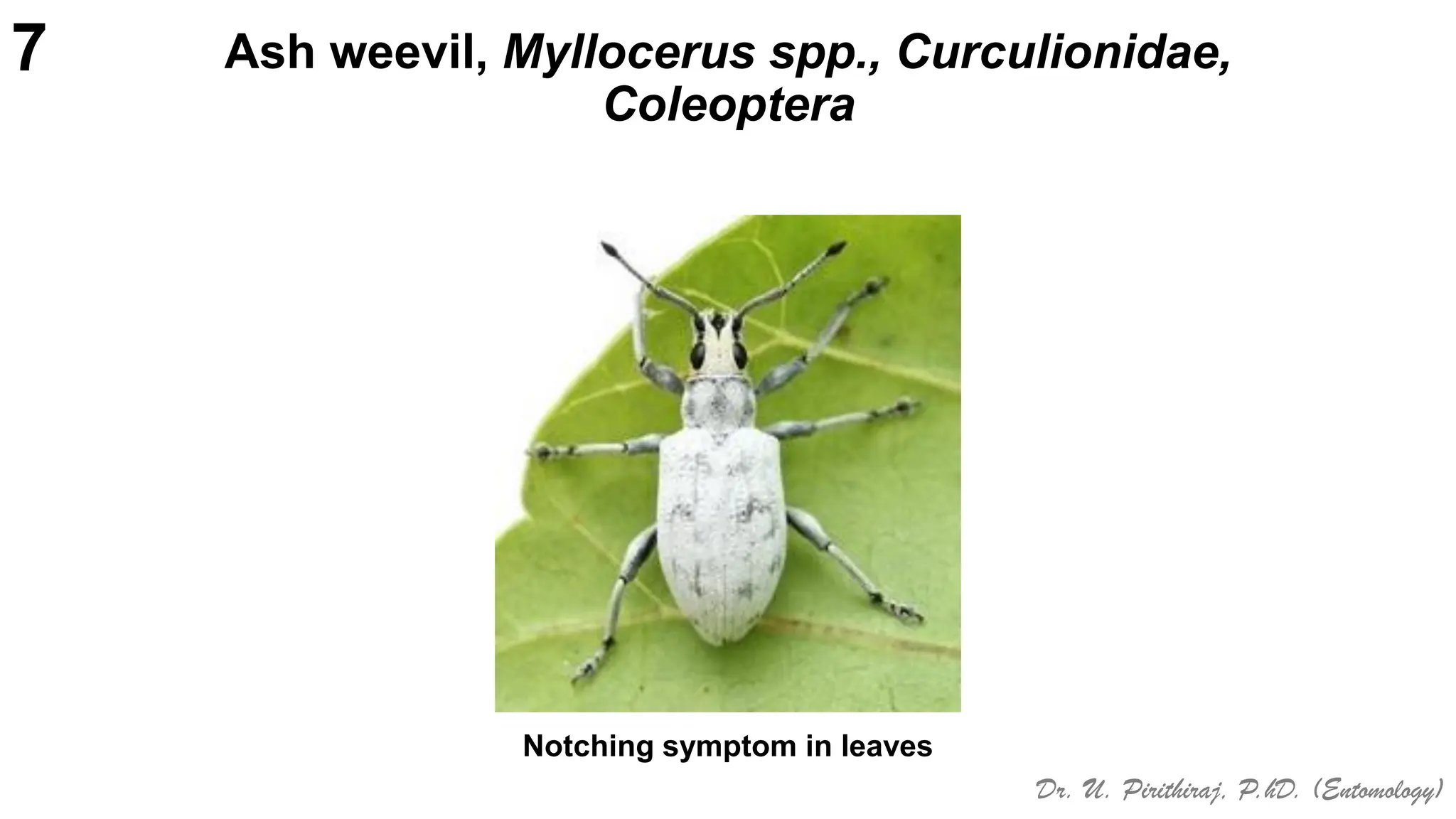 Pests of jatropha_Bionomics_identification_Dr.UPR.pdf