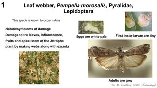 Pests of jatropha_Bionomics_identification_Dr.UPR.pdf