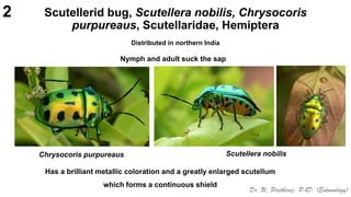 Pests of jatropha_Bionomics_identification_Dr.UPR.pdf