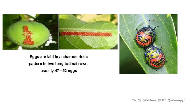 Pests of jatropha_Bionomics_identification_Dr.UPR.pdf