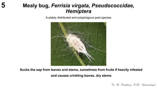 Pests of jatropha_Bionomics_identification_Dr.UPR.pdf