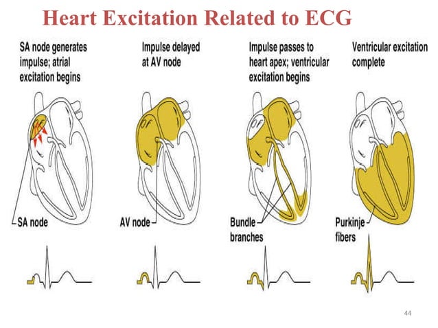 7. CARDIOVASCULAR PHYSIOLOGY.pdf bsc nursing | PPT
