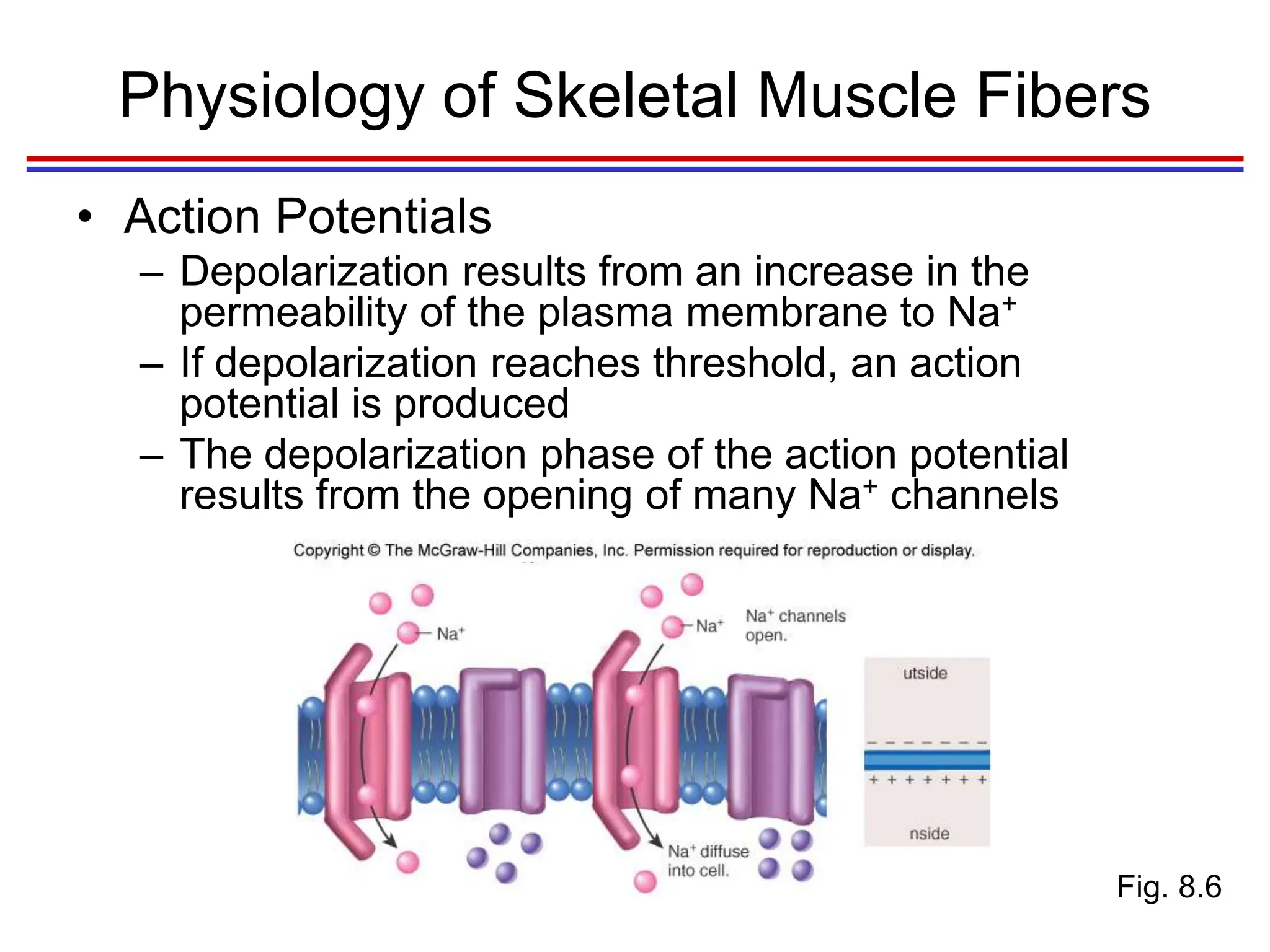 7.-The-Histology-and-Physiology-of-Muscles.ppt