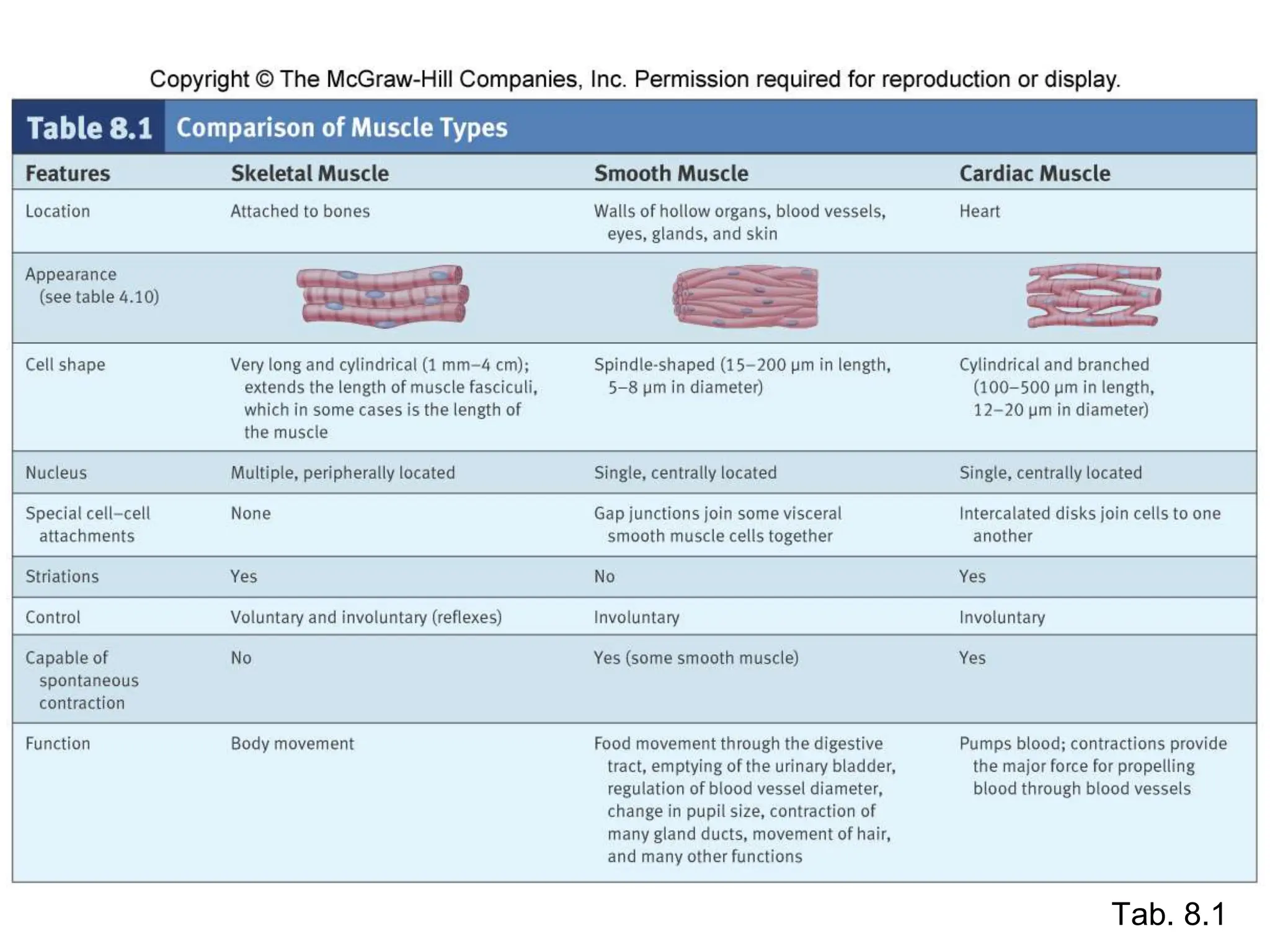 7.-The-Histology-and-Physiology-of-Muscles.ppt
