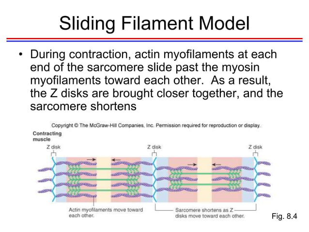 7.-The-Histology-and-Physiology-of-Muscles.ppt