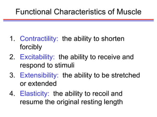 7.-The-Histology-and-Physiology-of-Muscles.ppt