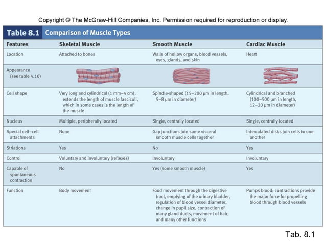 7.-The-Histology-and-Physiology-of-Muscles.ppt