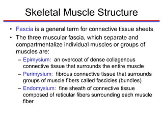 7.-The-Histology-and-Physiology-of-Muscles.ppt
