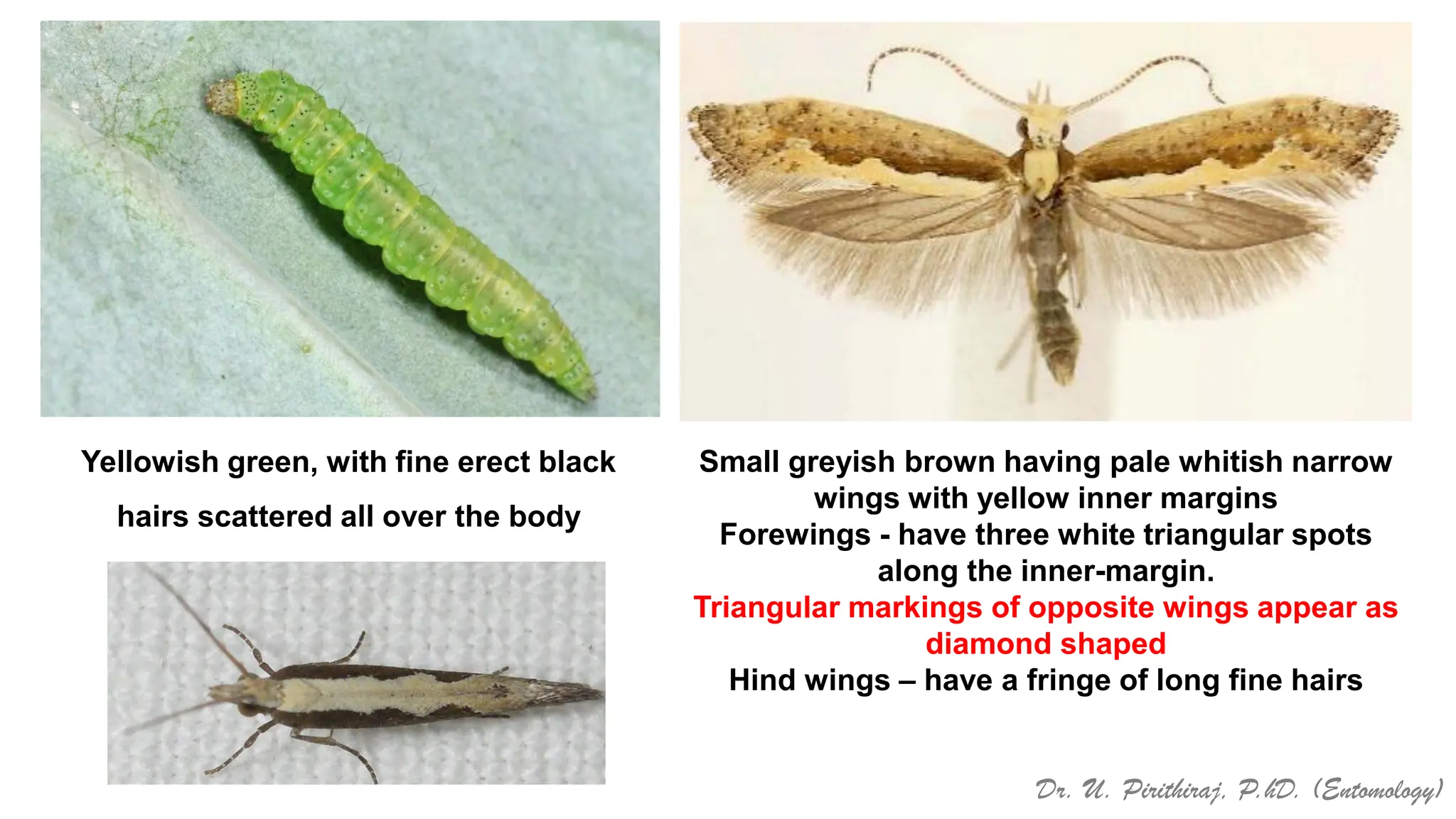 Pests of mustard_Identification_Management_Dr.UPR.pdf