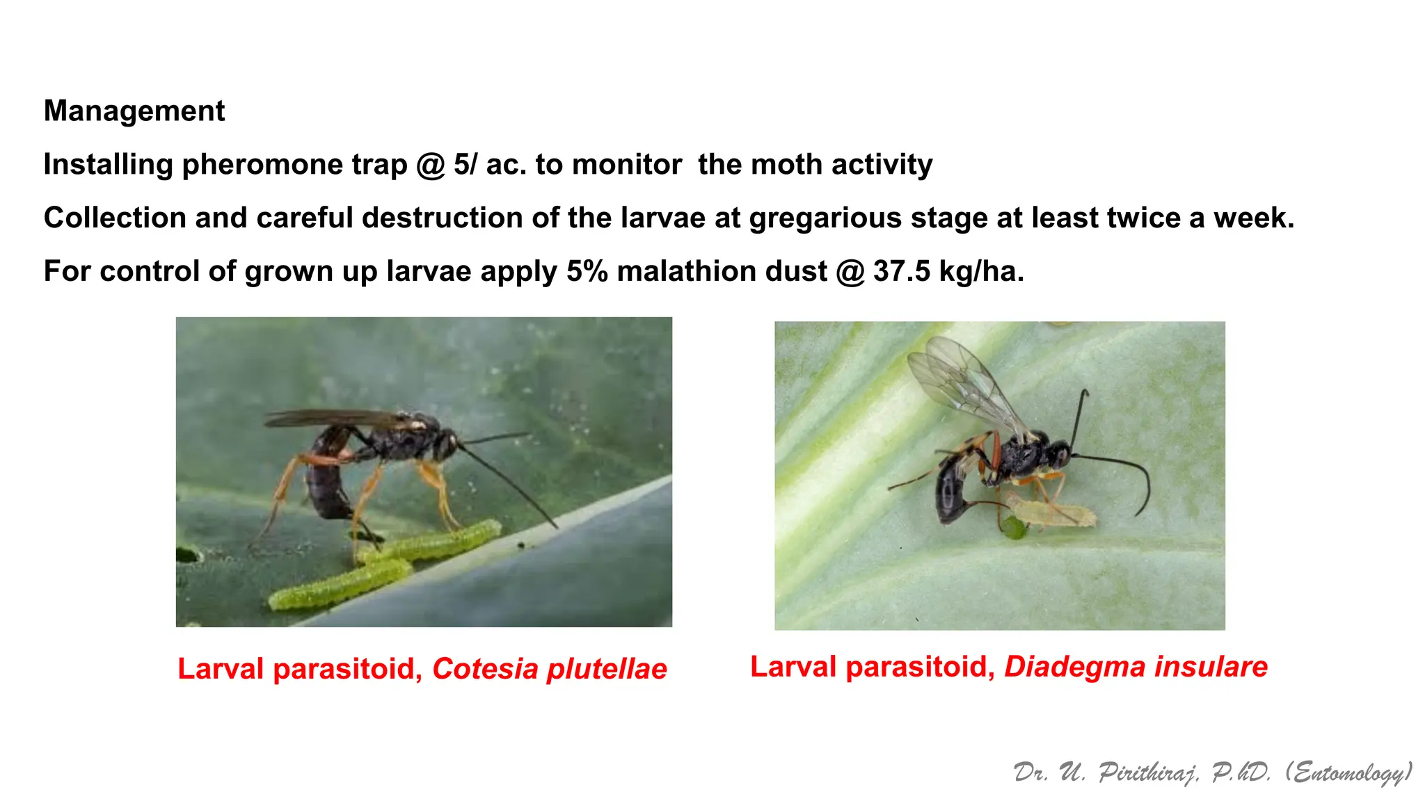 Pests of mustard_Identification_Management_Dr.UPR.pdf
