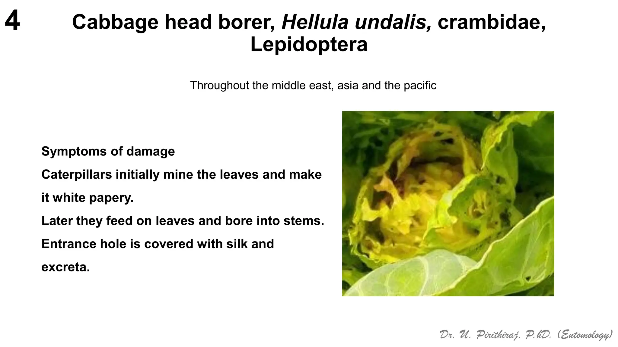 Pests of mustard_Identification_Management_Dr.UPR.pdf