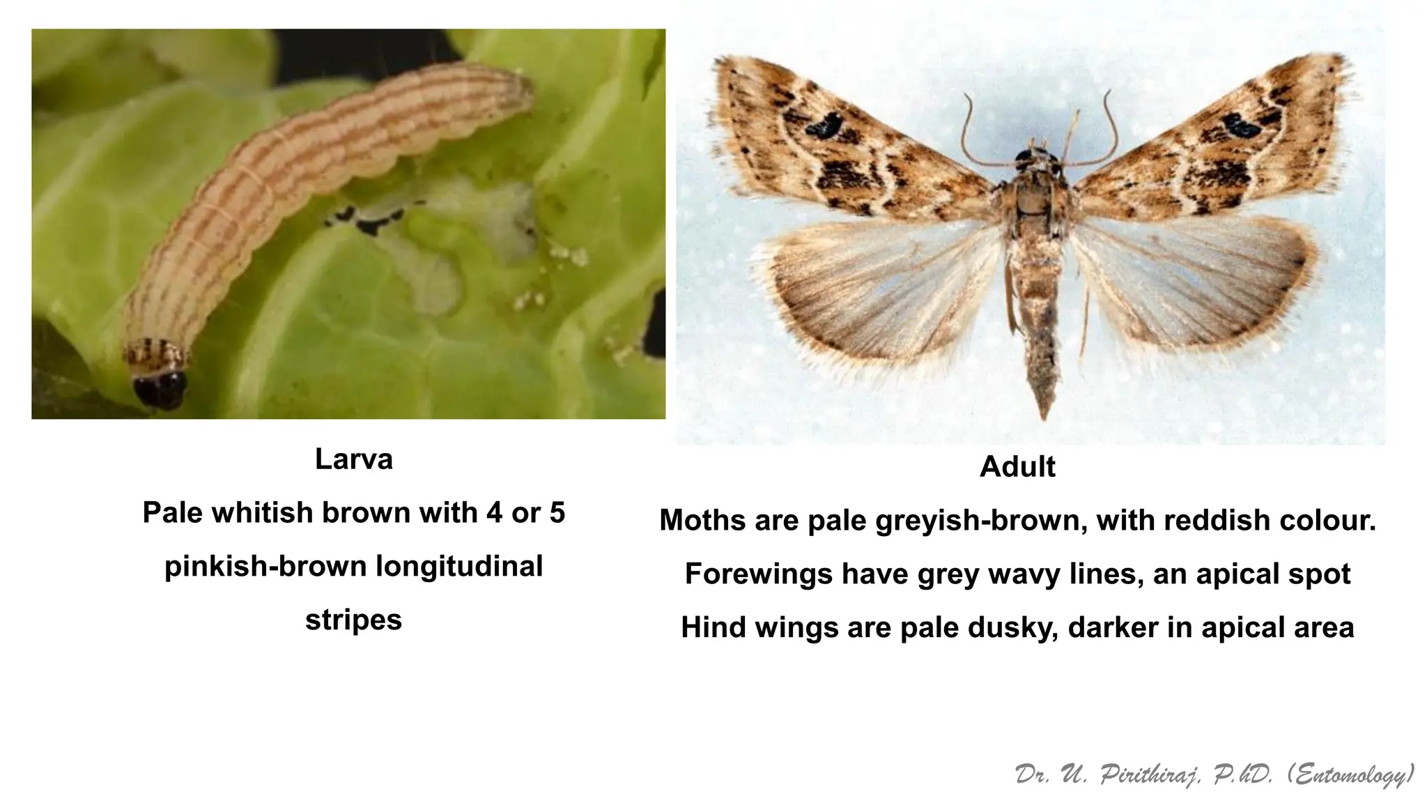 Pests of mustard_Identification_Management_Dr.UPR.pdf