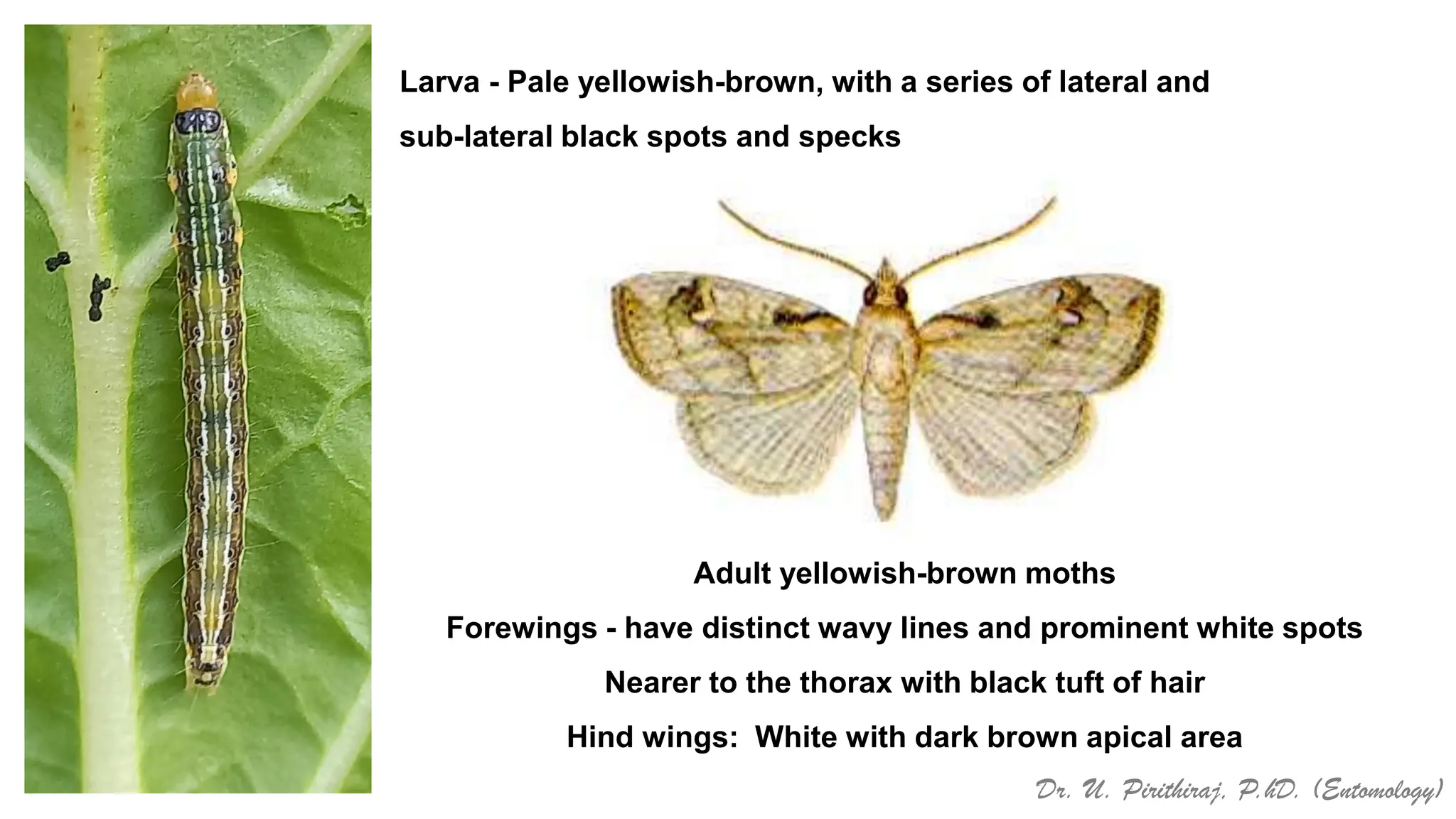 Pests of mustard_Identification_Management_Dr.UPR.pdf