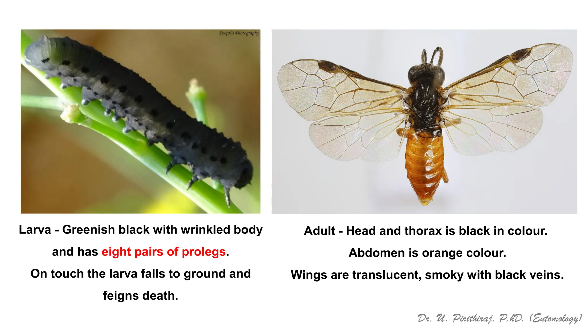 Pests of mustard_Identification_Management_Dr.UPR.pdf