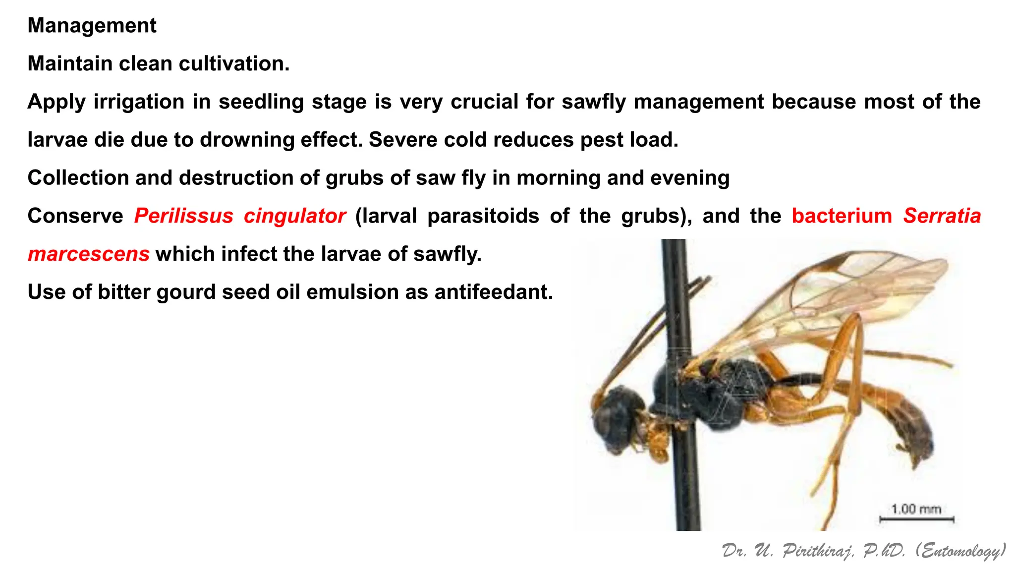 Pests of mustard_Identification_Management_Dr.UPR.pdf