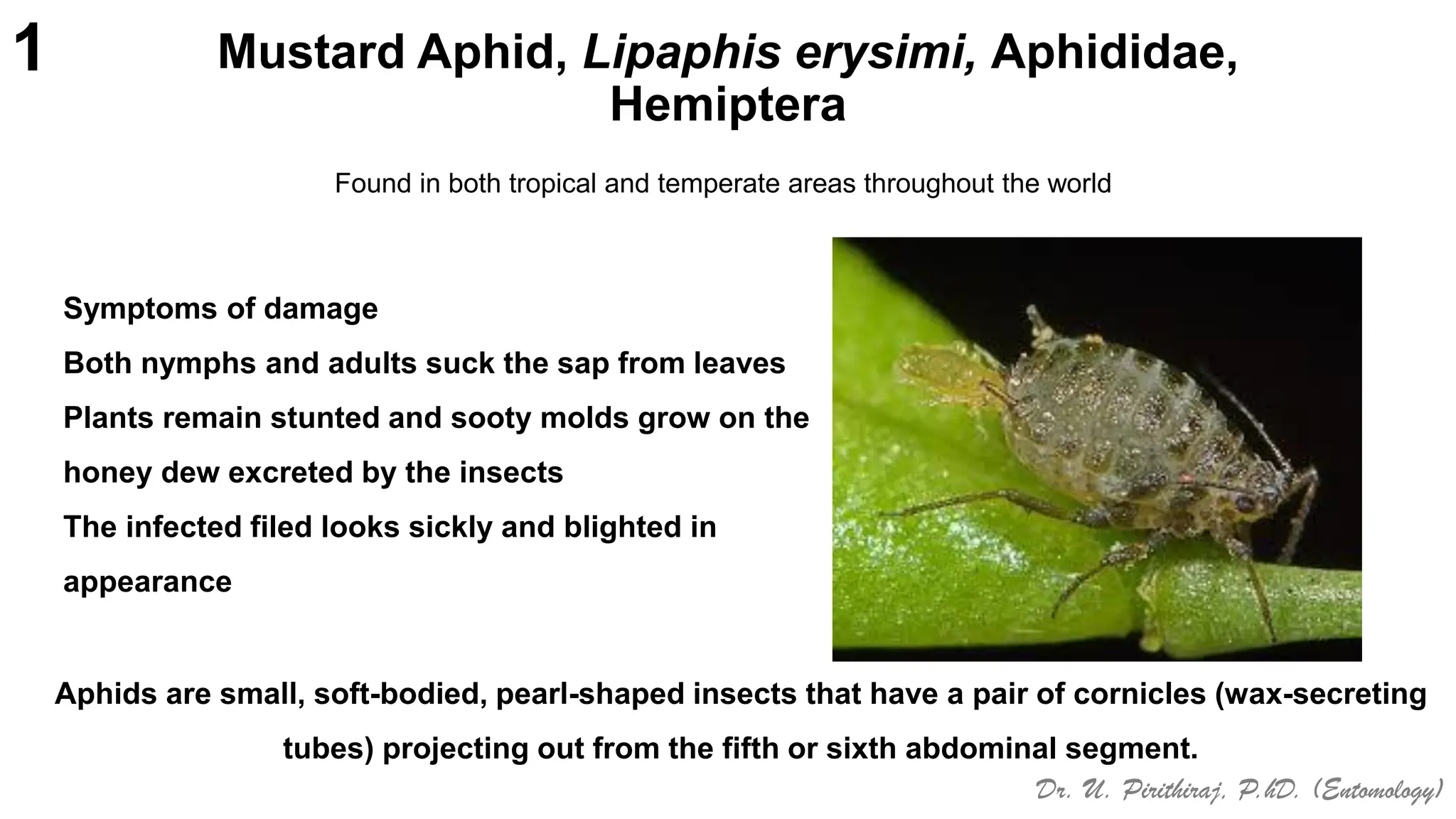 Pests of mustard_Identification_Management_Dr.UPR.pdf