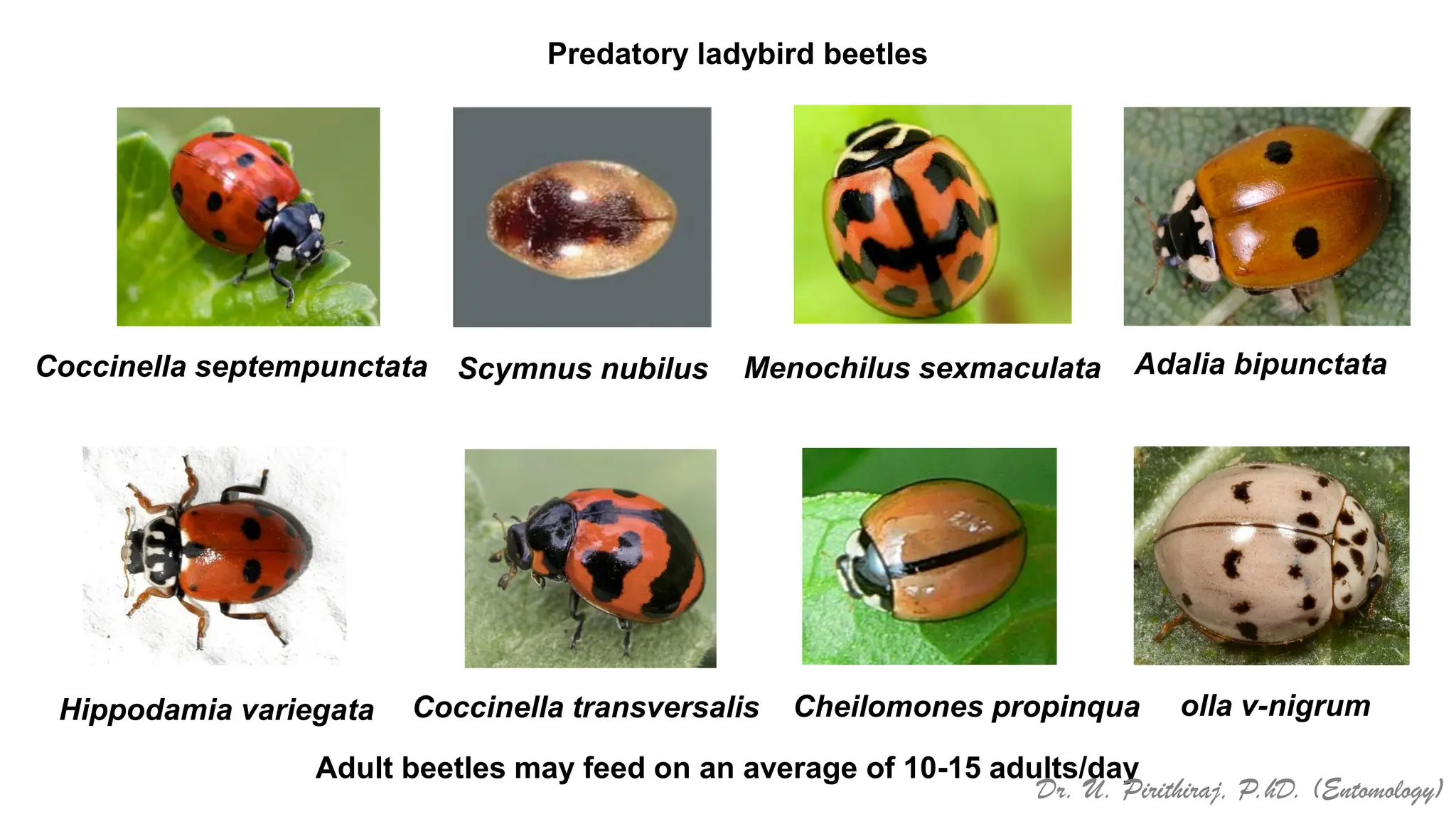 Pests of mustard_Identification_Management_Dr.UPR.pdf