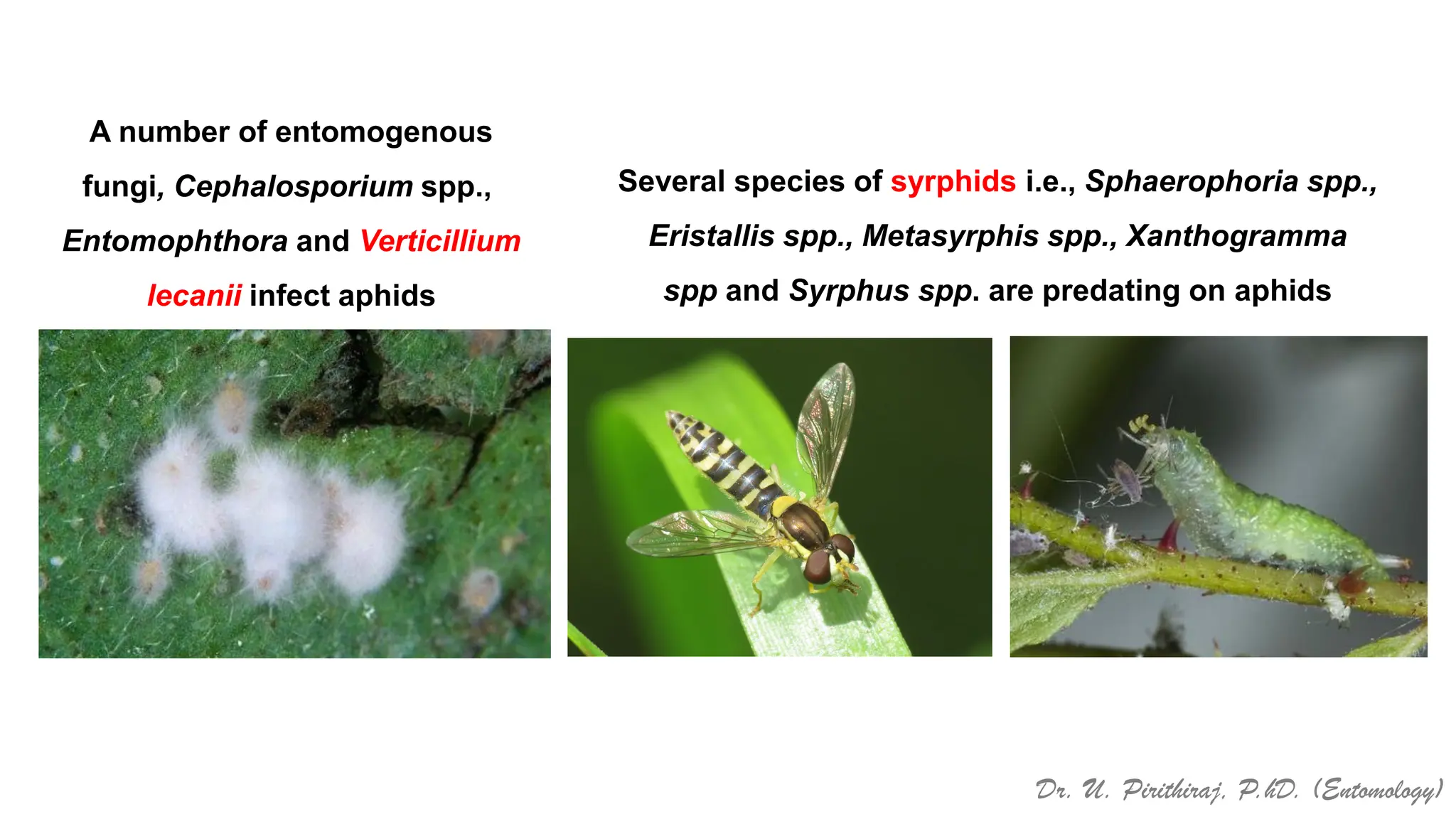 Pests of mustard_Identification_Management_Dr.UPR.pdf