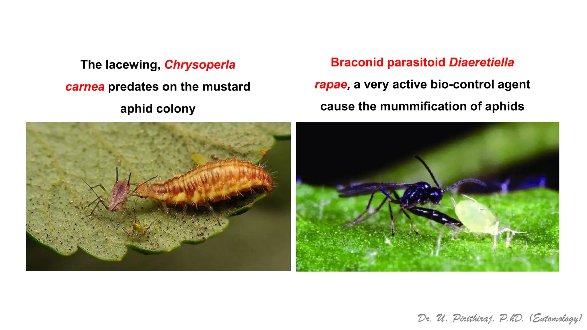 Pests of mustard_Identification_Management_Dr.UPR.pdf