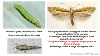 Pests of mustard_Identification_Management_Dr.UPR.pdf