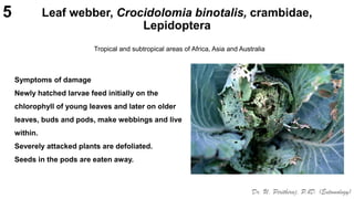 Pests of mustard_Identification_Management_Dr.UPR.pdf